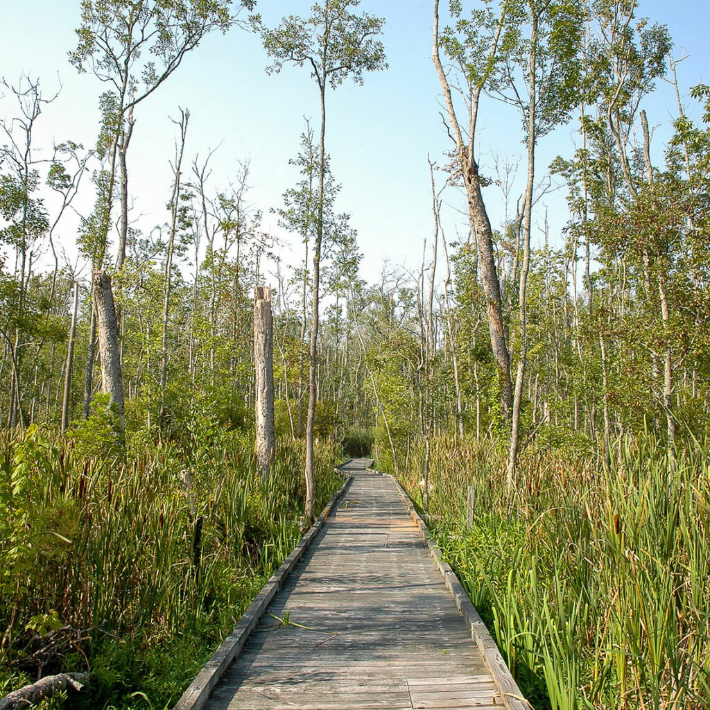 3 Boardwalk Trails to Explore | Our State