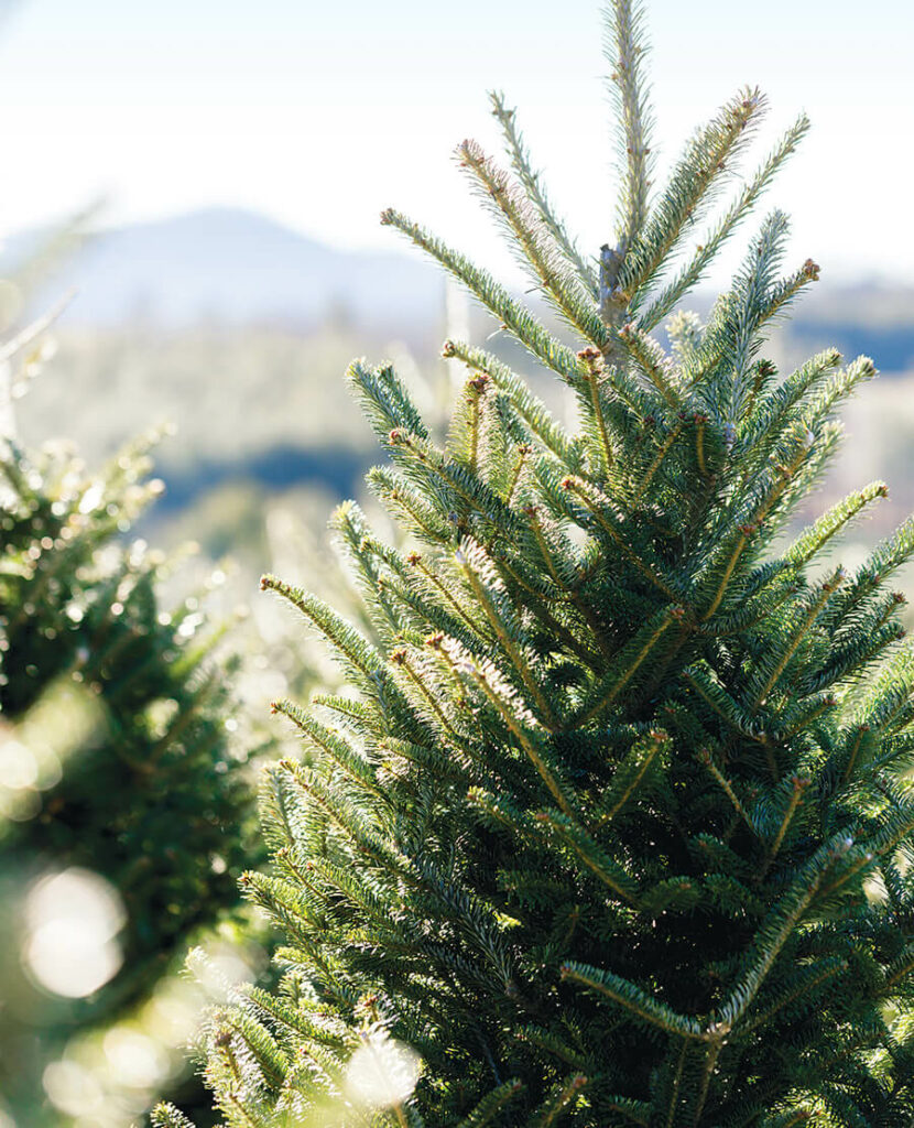 NC Icons: Fraser Firs | Our State