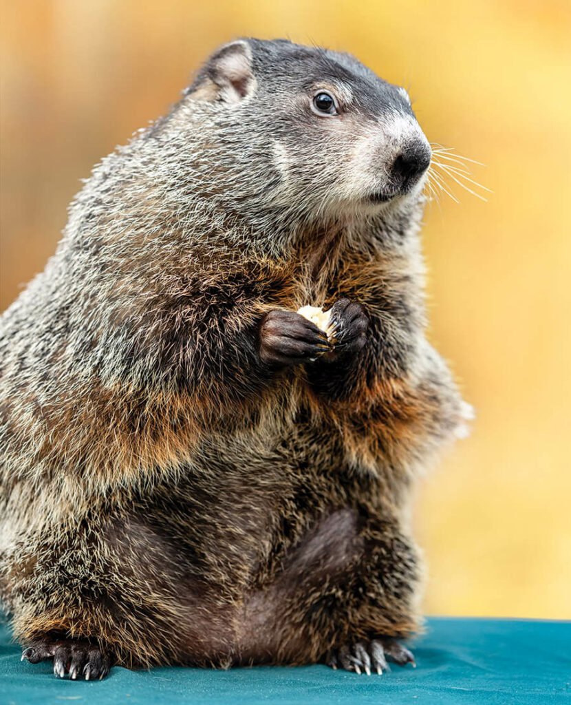 Meet Snerd, North Carolina’s Furry Forecaster | Our State