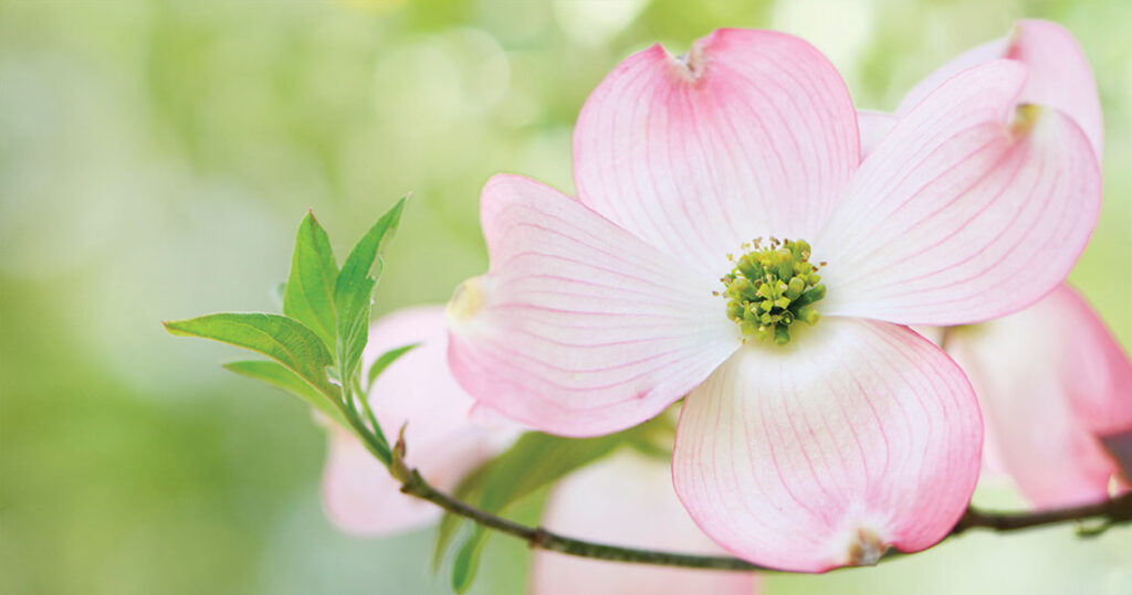 NC Icons: Dogwoods | Our State