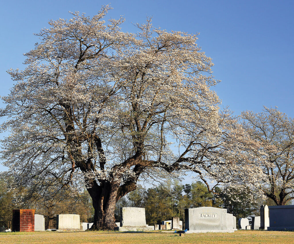 NC Icons: Dogwoods | Our State