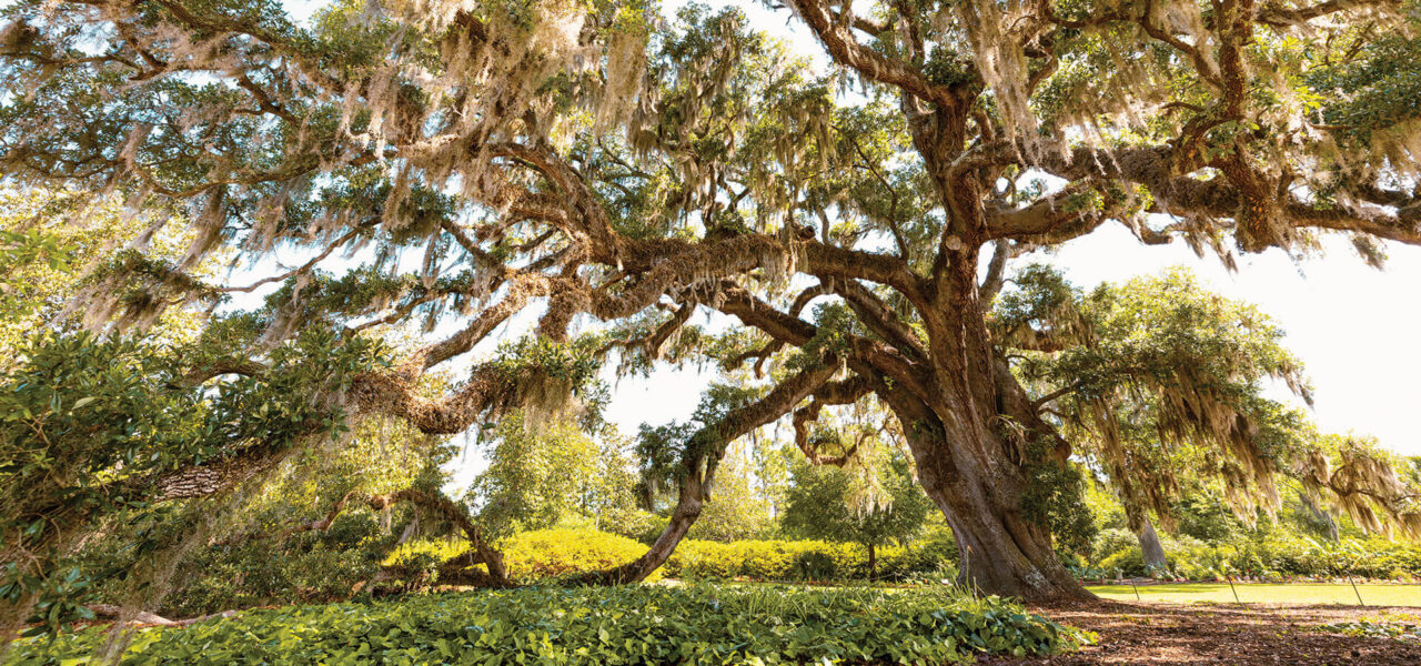 The Amazing Airlie Gardens | Our State