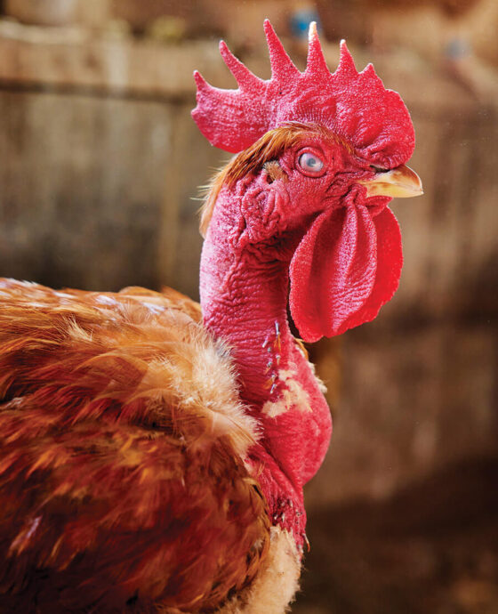 Joyce Farms’ Winner-Winner Chicken | Our State