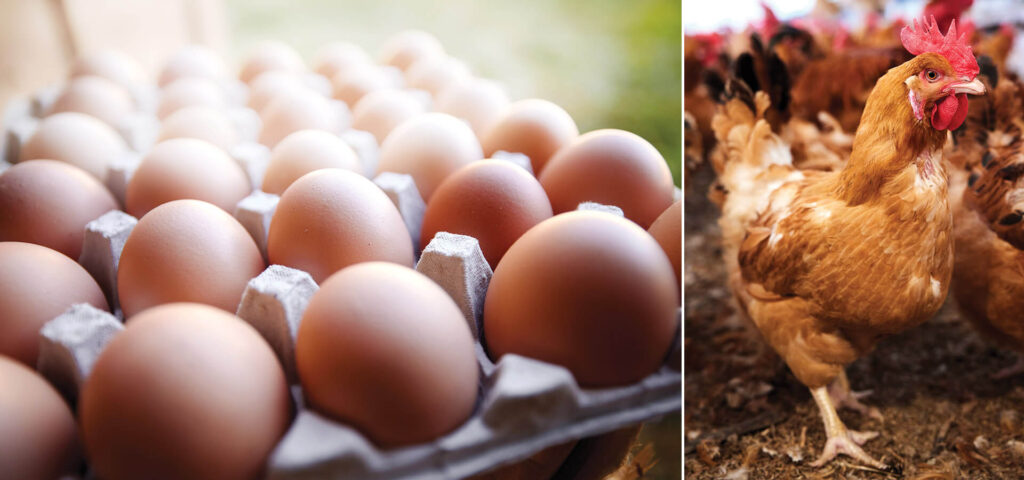 Joyce Farms’ Winner-Winner Chicken | Our State