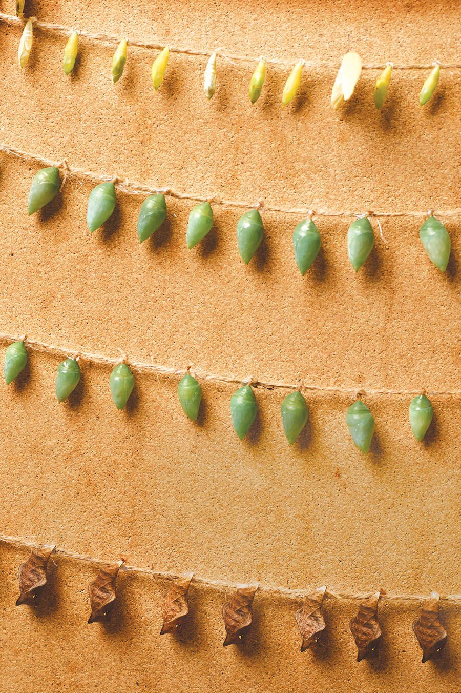 Durham’s Magic Wings Butterfly House | Our State