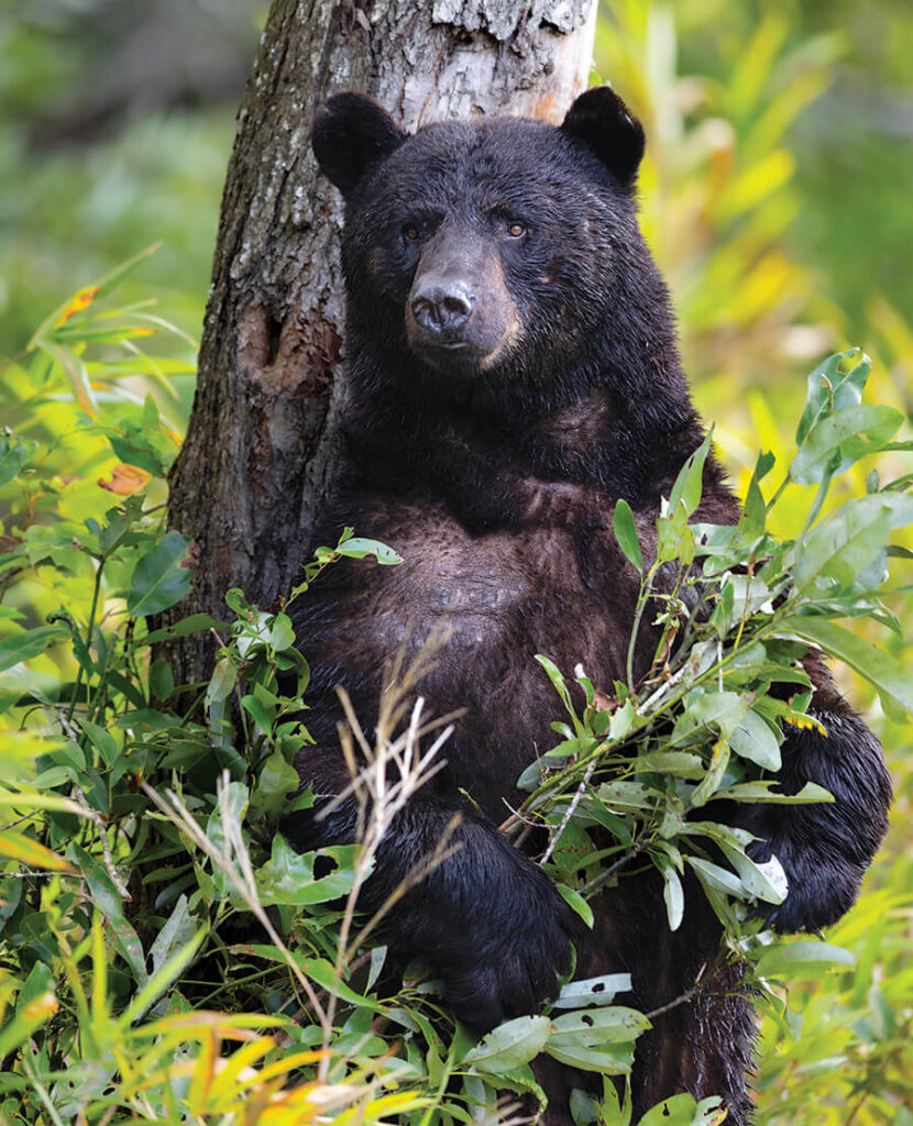 Bear Spotting in Dare County, NC | Our State