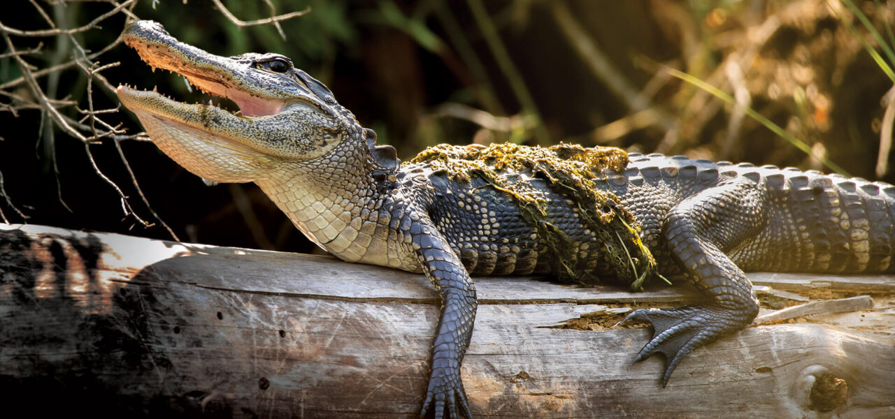 5 Ways to Explore Alligator River National Wildlife Refuge | Our State