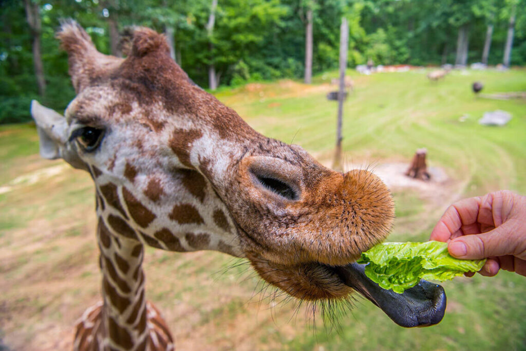 10 Kid-Friendly Ways to Explore the North Carolina Zoo | Our State