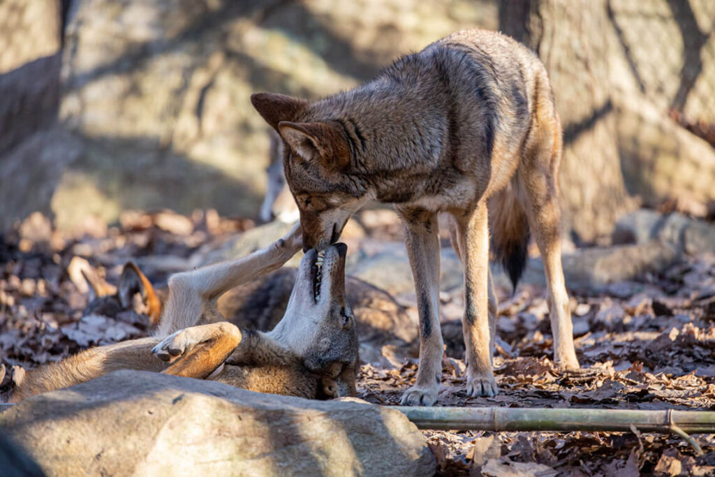 6 Things You Should Know About the North Carolina Zoo | Our State