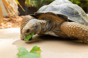 6 Things You Should Know About the North Carolina Zoo | Our State