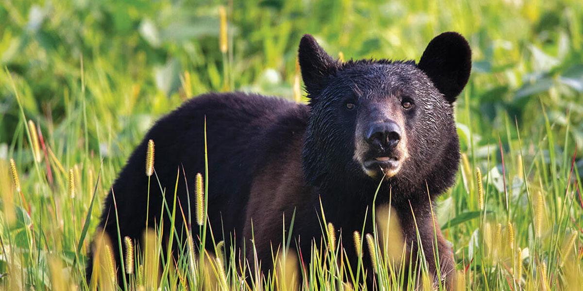 Bear Spotting in Dare County, NC | Our State