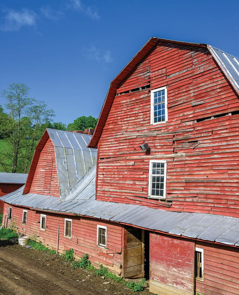 Raising the Steaks With Shipley Beef | Our State