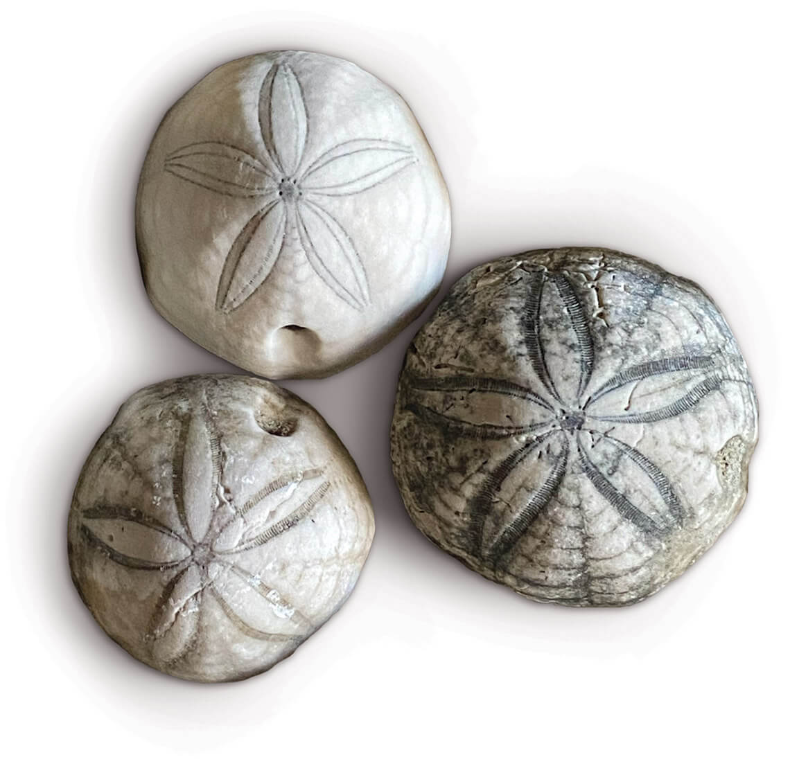 Shell Fishing for Sea Biscuits | Our State