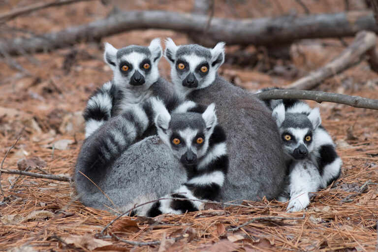 A February Guide to Duke University’s Campus | Our State