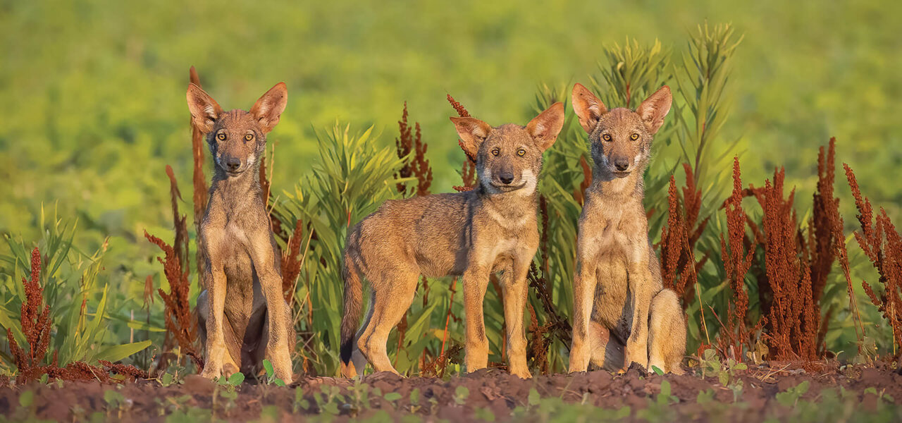 Red Wolf Resilience | Our State