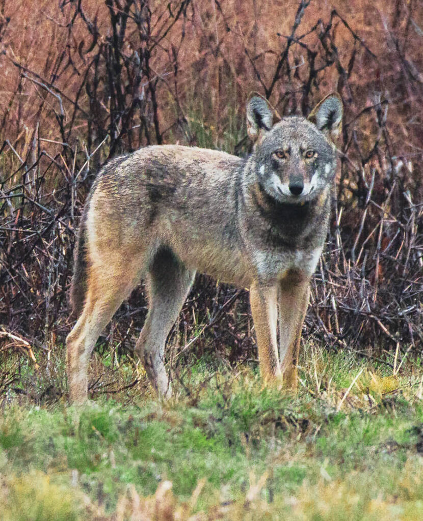 Red Wolf Resilience | Our State