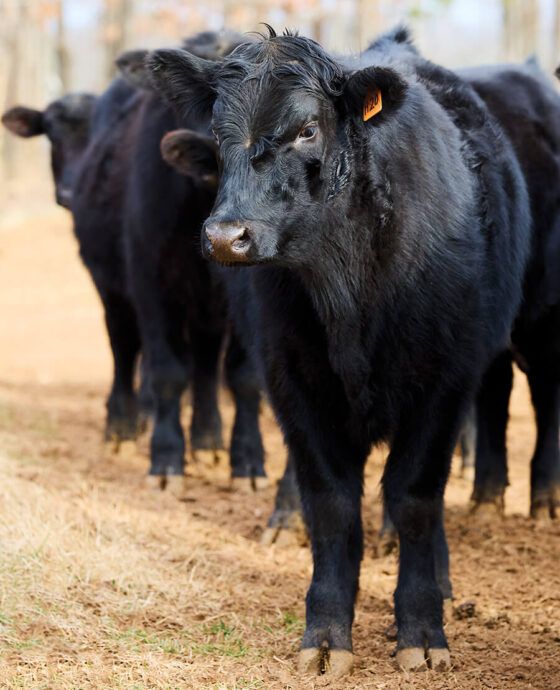 Get a Taste of Stokes County at Mitchell’s Butchery | Our State