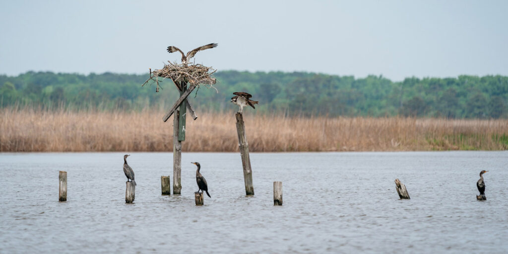 Your Guide to The Northern Outer Banks | Our State