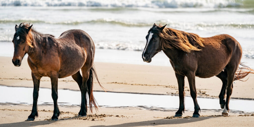 Your Guide to The Northern Outer Banks | Our State