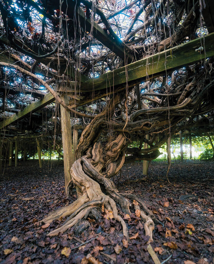 Roanoke Island’s Vine Through Time | Our State