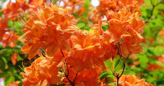 Pollinating the Flame Azaleas | Our State