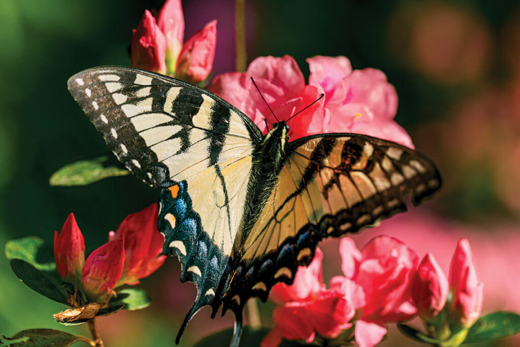 North Carolina, Naturally: Azaleas | Our State