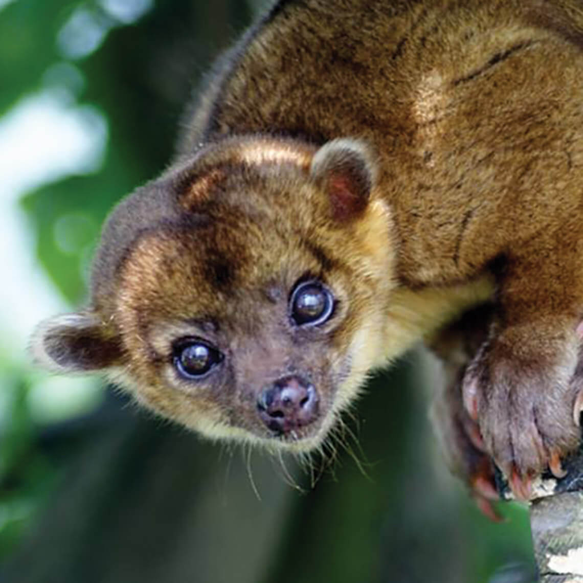 A Day at Carolina Tiger Rescue | Our State