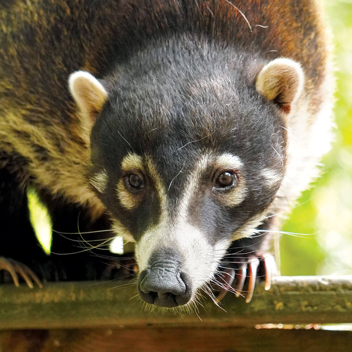 A Day at Carolina Tiger Rescue | Our State