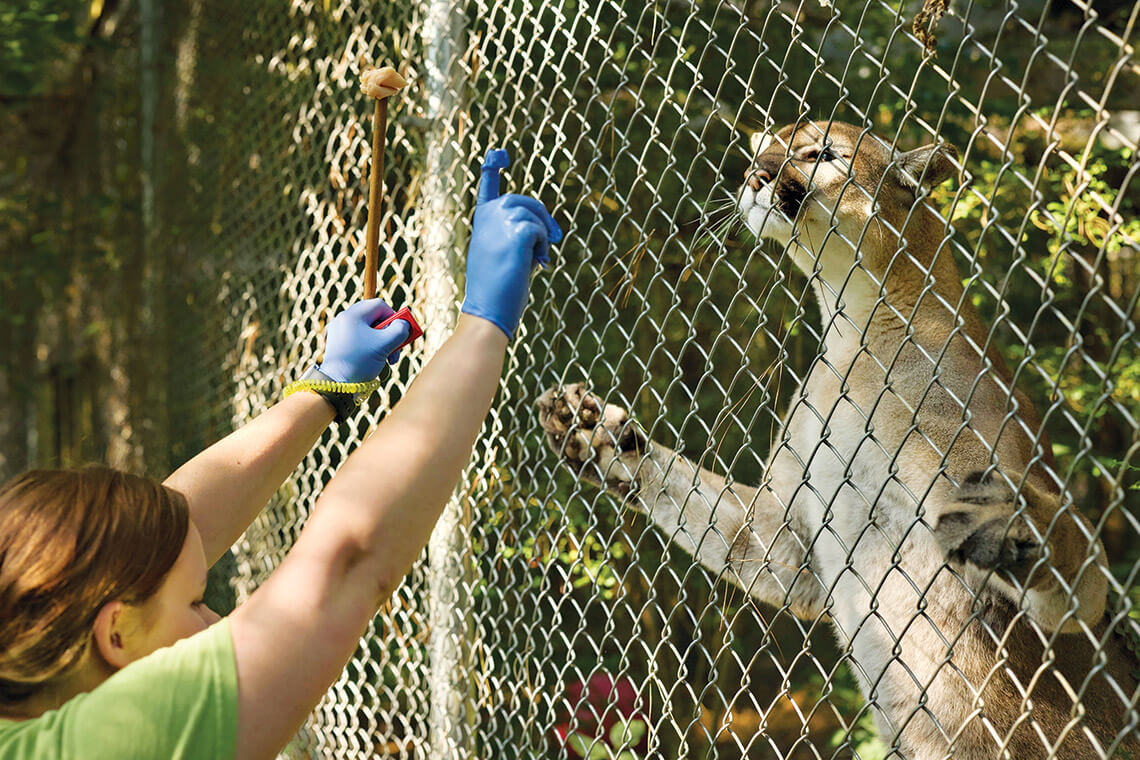 A Day at Carolina Tiger Rescue | Our State