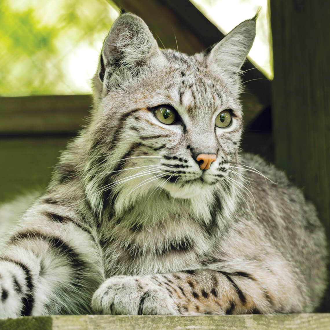 A Day at Carolina Tiger Rescue | Our State