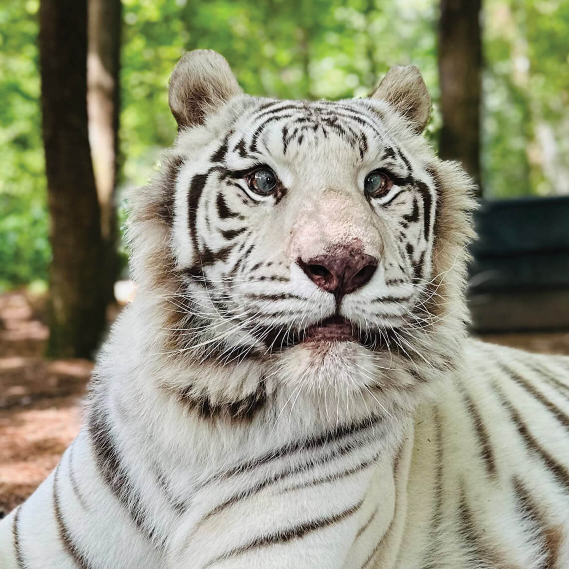 A Day at Carolina Tiger Rescue | Our State