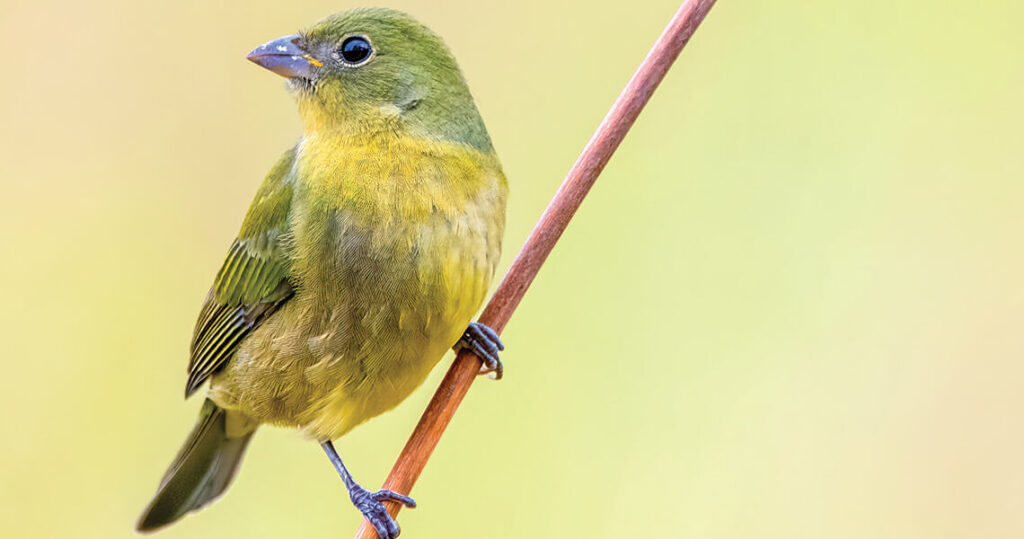 North Carolina, Naturally: Painted Buntings | Our State