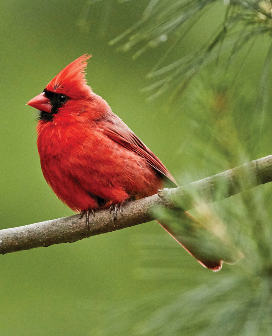 Echoes in the Pines | Our State