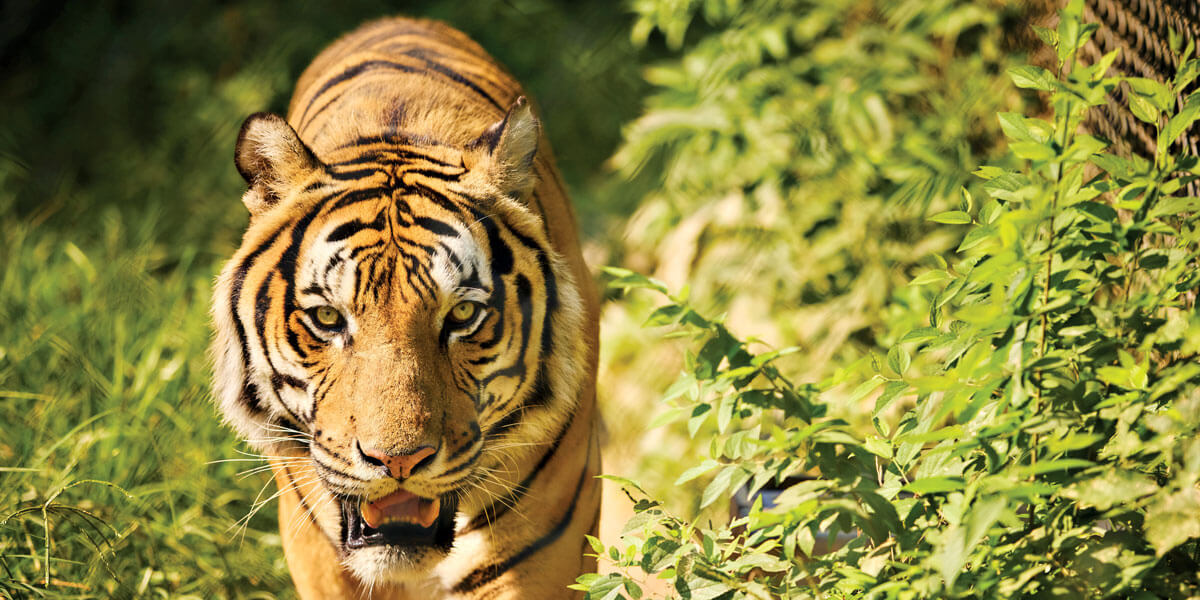 A Day at Carolina Tiger Rescue | Our State