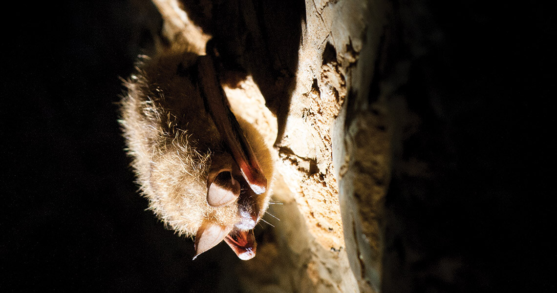 North Carolina, Naturally: Bats | Our State