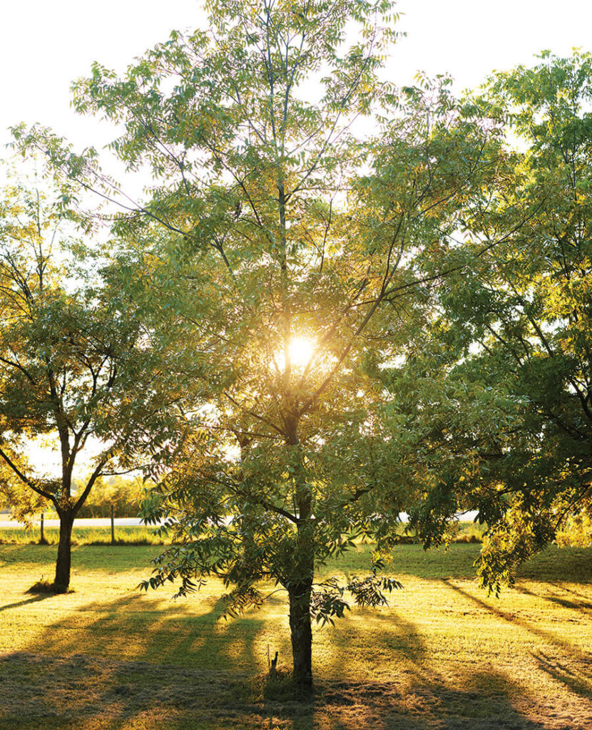 12 Notable North Carolina Trees | Our State