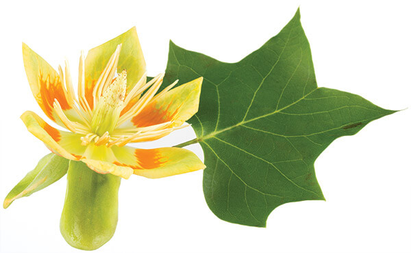 12 Notable North Carolina Trees | Our State