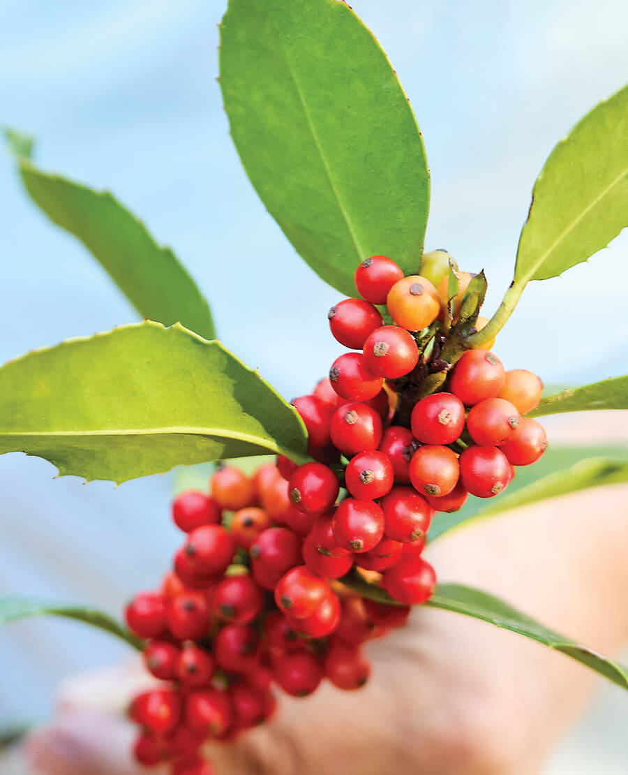 Resilience in the Ebersole Holly Garden | Our State