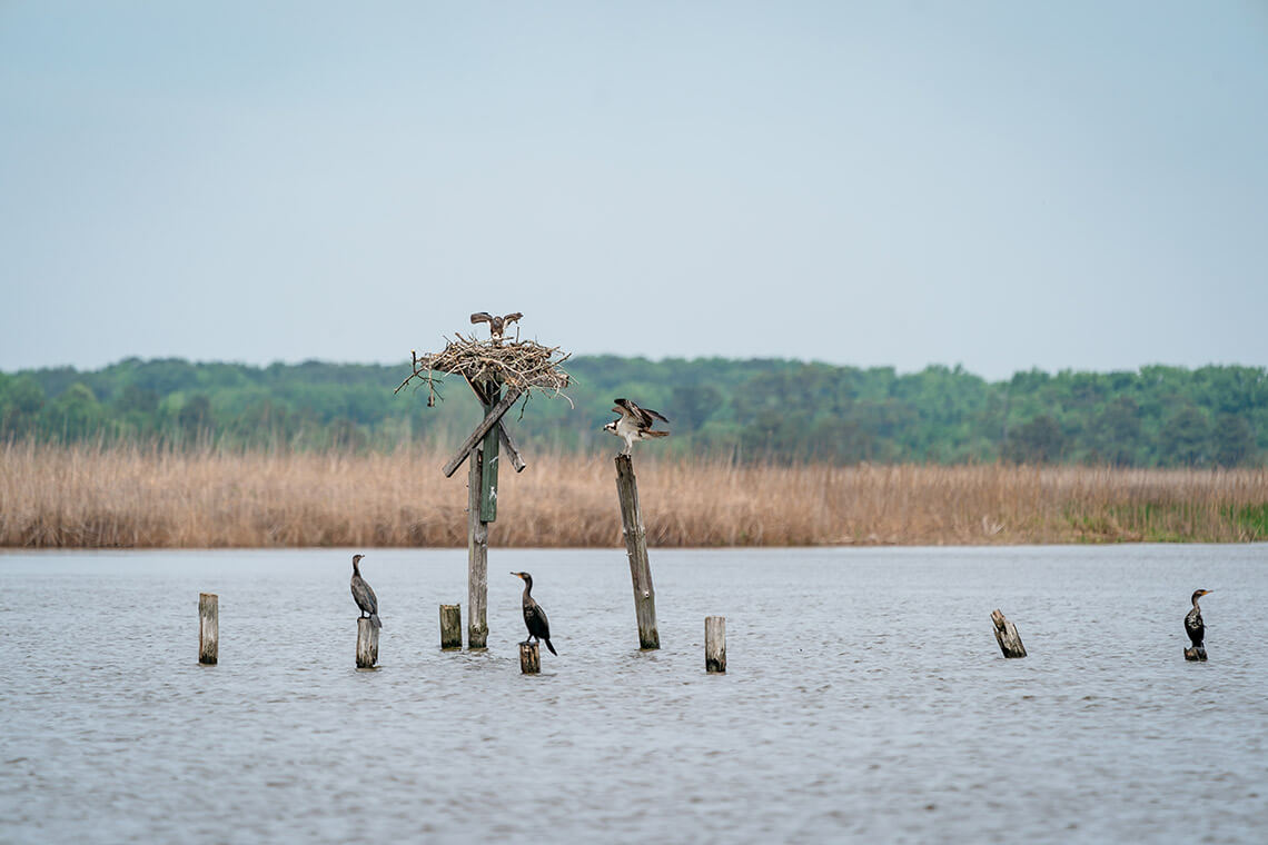 Hidden Gems on The Northern Outer Banks | Our State